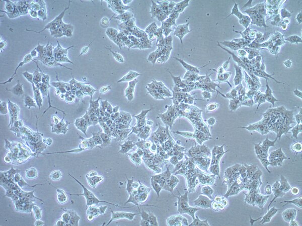 MN9D Mouse Dopaminergic Neuronal Cell Line | SCC281